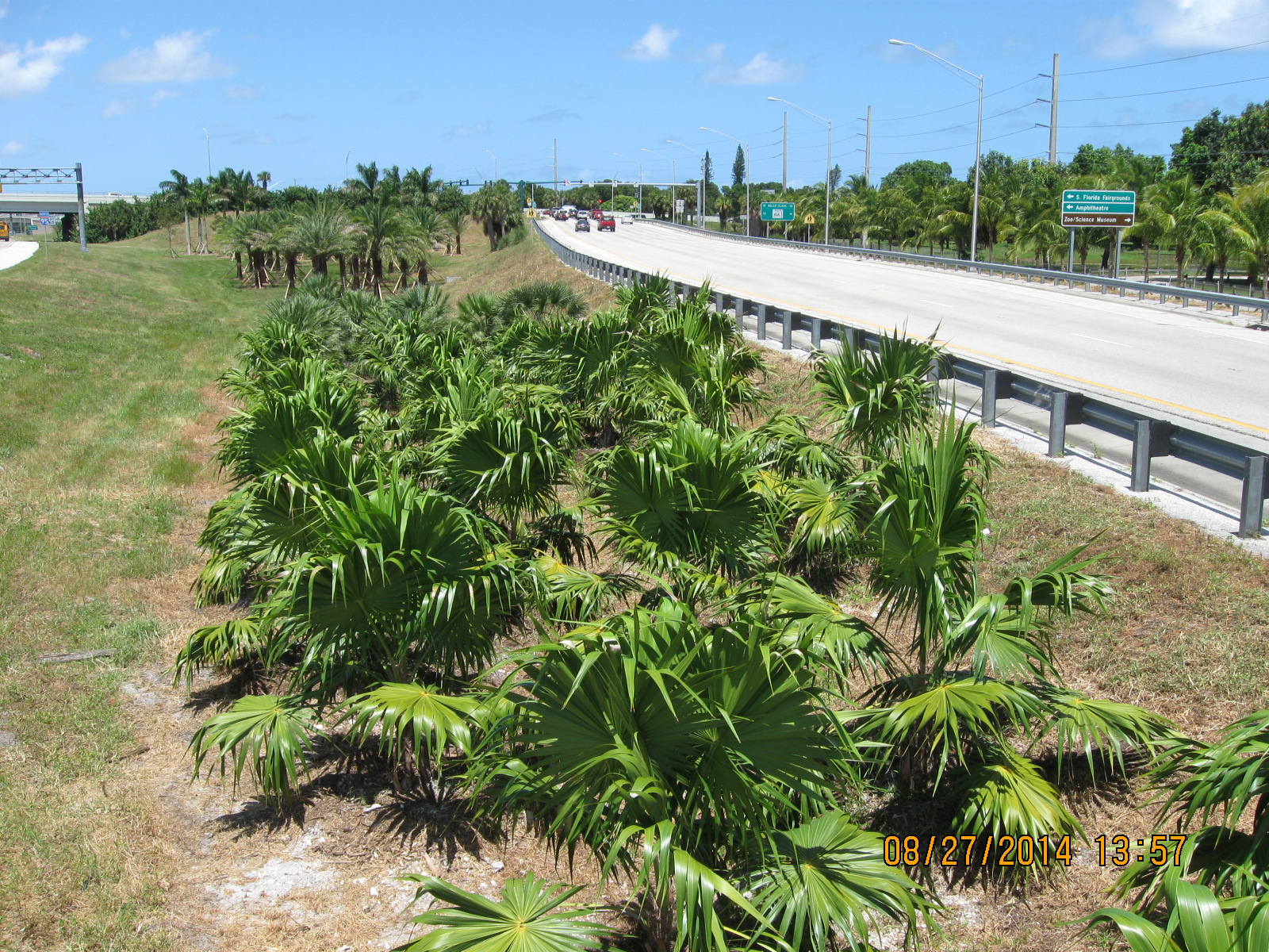 I-95 Bold Landscape Installation from Southern Blvd. to Belvedere Rd ...
